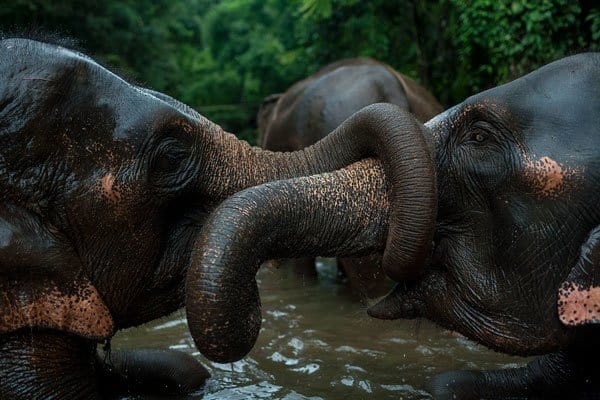 Photostory | Mahout Family | Vietnam photographer